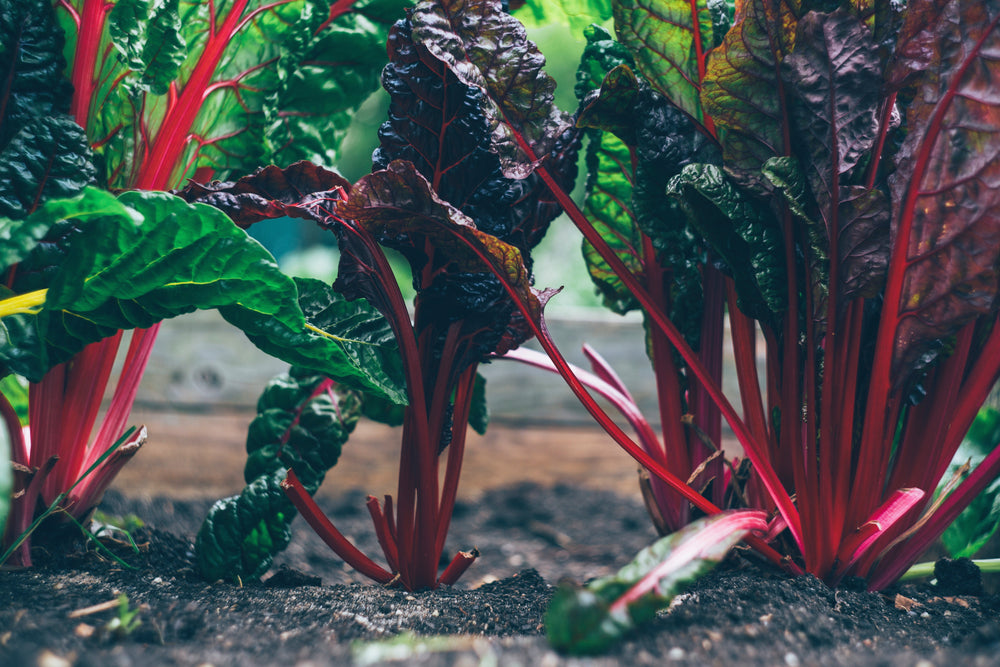 Companion Planting: Nature’s Own Pest Control | Greenhouse & Polytunnels