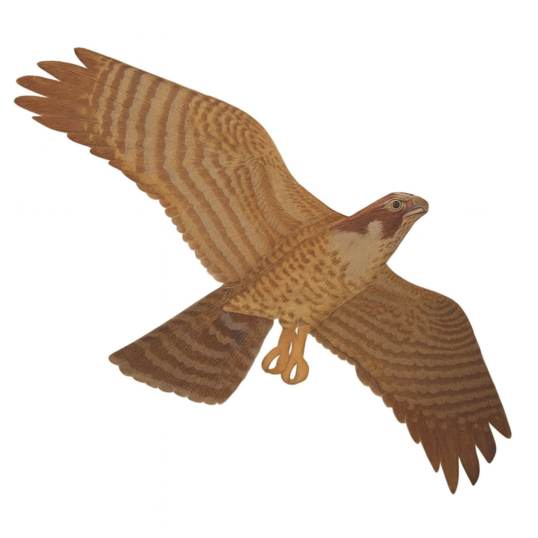 Peregrine Falcon Jackite - 1,100mm Wingspan - Realistic Bird Scaring K