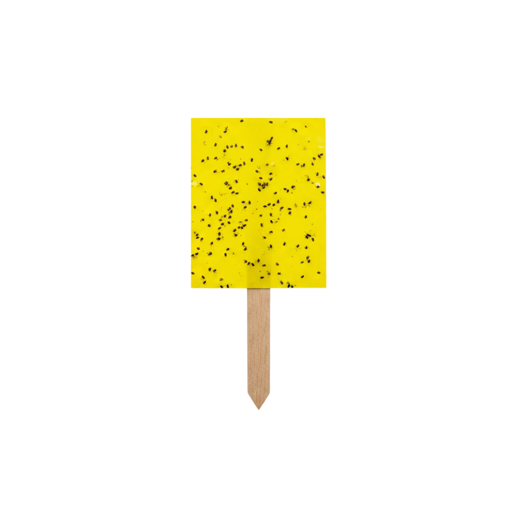 Yellow Sticky Card Traps – Retail Pack of 5 | Greenhouse & Polytunnels